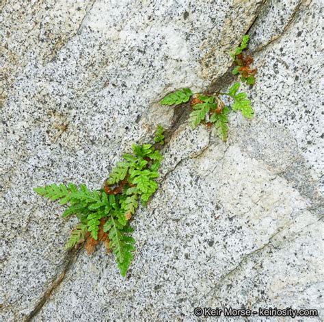 Western Polypody Photos Page 1