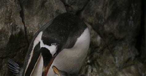 Same Sex Penguins Become Dads Again Sphen And Magic A Same Sex Penguin