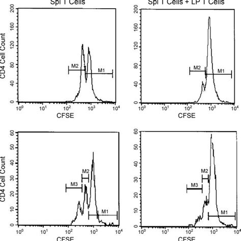 Lp Cd8 But Not Cd4 T Cells Inhibit Splenic T Cell Proliferation Lp T