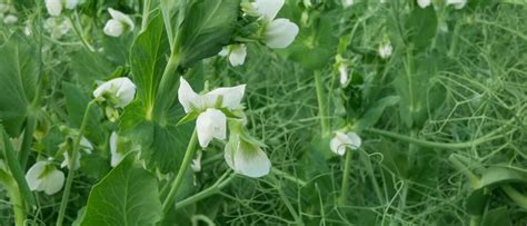Nitrogen Fixing Cover Crops Permaculture Plants