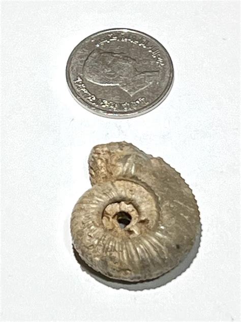 House Of Fossils And Gems Perisphinctes Ammonite