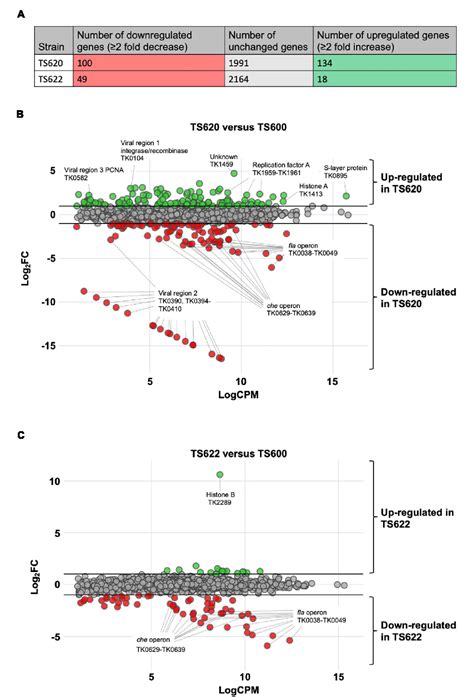 Figure 2 From Extended Archaeal Histone Based Chromatin Structure Regulates Global Gene