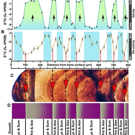 Bone Growth Patterns Reflected In Isotopic And Histological Data A