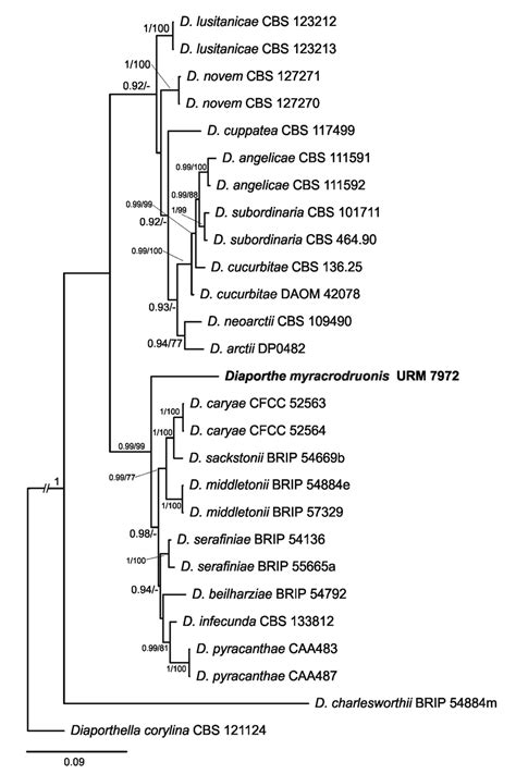 Bayesian Inference Tree Obtained Using Its Rdna Cam Tef1 α And Tub2