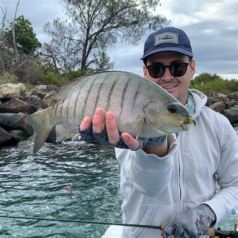 Luderick For Beginners A Complete Guide Daiwa Australia