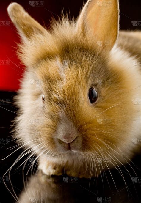 侏儒兔与狮子的头