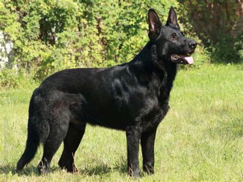 German Shepherd Pyoderma Treatment At Home