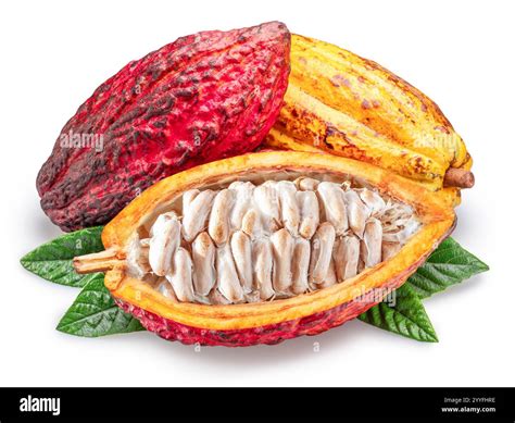 Cocoa Fruits Or Cocoa Pods And Green Leaves Isolated On White