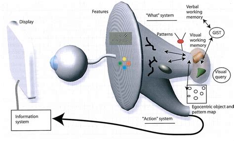 11 a three stage model of human visual information processing