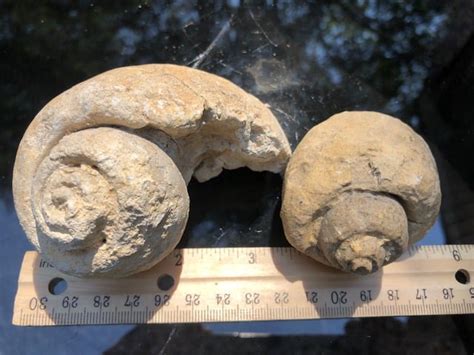 Fossilized Snails Fossil ID The Fossil Forum