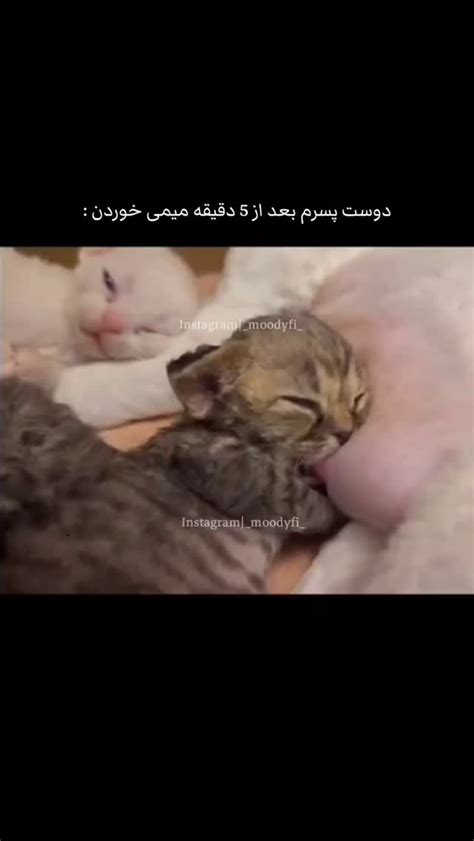 مودی فای ‎ ‎خیلی کیوتهههه😩😩 Explore اکسپلور رابطه Love چالش تیکتاک دختر روز دختر