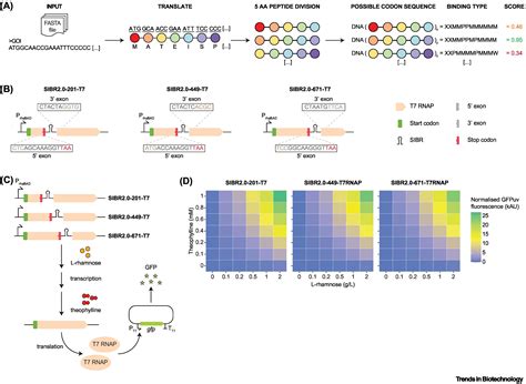 Streamlined And Efficient Genome Editing In Cupriavidus Necator H16