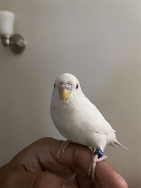 Can You Guys Sex This Parakeet Rparakeets