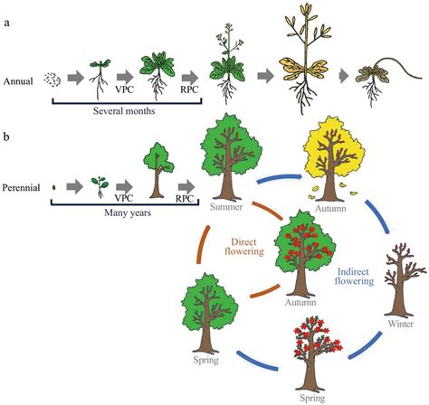 What Is Reproductive Phase In Plants At Jane Rodriquez Blog