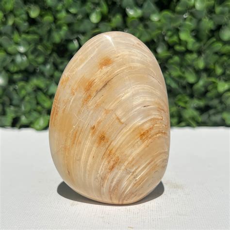 Fossilised Clam Shell The Crystal Society Pty Ltd