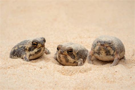 This Tiny Frogs Scream Is Downright Terrifying A Z Animals