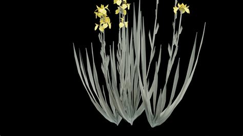 Flag Iris Flower 3d Model By Botanicraft3d