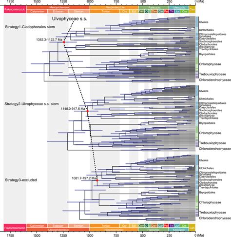 Comparison Of Divergence Time Estimates From Three Fossil Assignment Download Scientific
