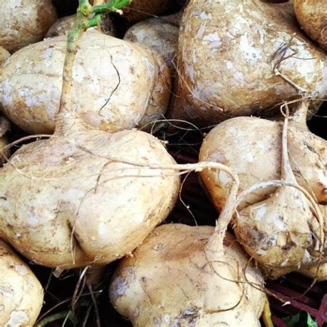 Jicama The Crunchy And Refreshing Root Vegetable