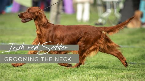 Irish Red Setter