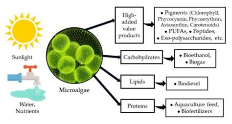 Microalgae Based Biorefineries Challenges And Future Trends Encyclopedia Mdpi