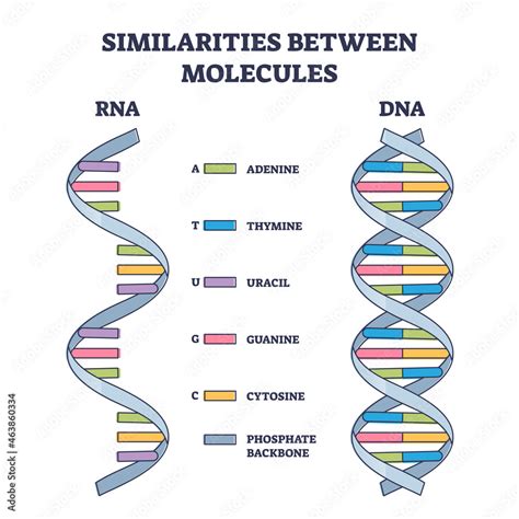 A Diagram Showing Rna Extraction Process Rna Processing Euka
