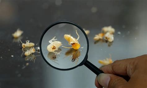 Top Things To Consider When Having Termite Control At Your Home