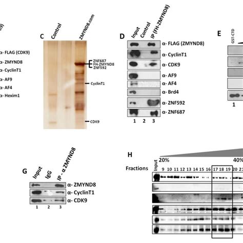 Interaction Of Zmynd8 With P Tefb Complex A Purification Of