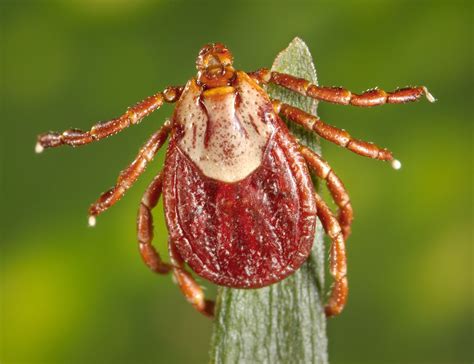 Colorado Tick Fever Description Cause And Symptoms Britannica