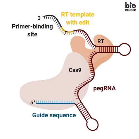 Prime Editing The Future Of Gene Editing Technology By Aritra Acharjee Medium