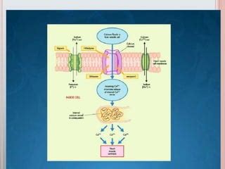 Calcioantagonistas Pptx