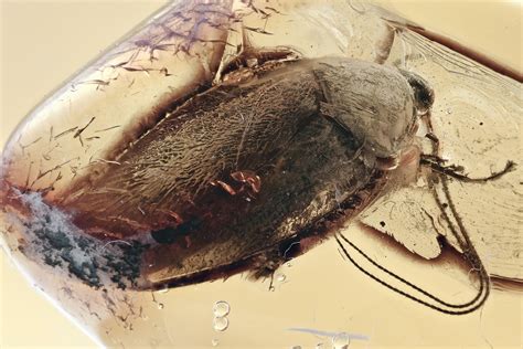 Giant Fossil Cockroach Blattodea In Baltic Amber Rare 315524