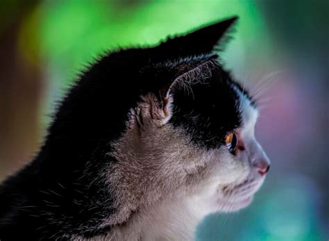 Premium Photo Tuxedo Cat