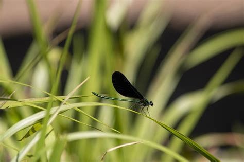 정원의 녹색 잎에 있는 흑단 보석날개 잠자리의 매크로 샷 0명에 대한 스톡 사진 및 기타 이미지 0명 곤충 낮 Istock