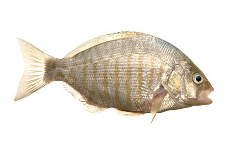 Best Bait For Surfperch Effective Tips And Techniques Tackle Box Talk