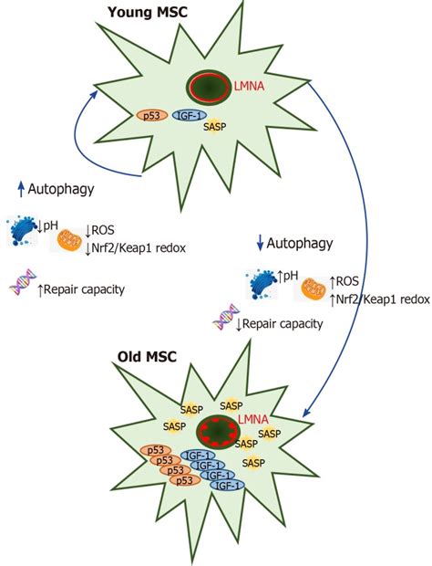 Effect Of Aging On Behaviour Of Mesenchymal Stem Cells Pmc