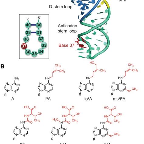 a schematic representation of unmodified trna b chemical