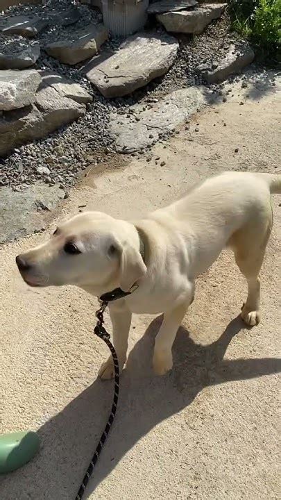 간식을 위한 자동 앉아 Youtube