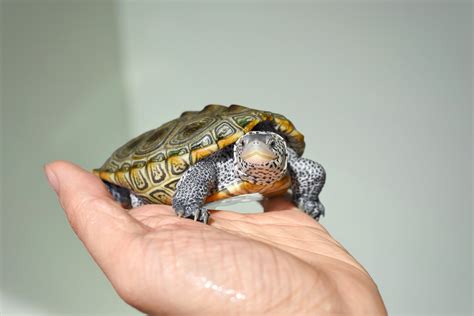Husbandry Handbook Diamondback Terrapin Malaclemys Terrapin