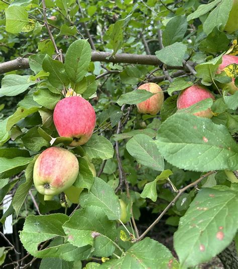 Chenango Strawberry Apple Fedco Trees