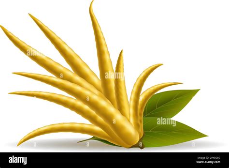 Ripe Citron Stock Vector Images Alamy