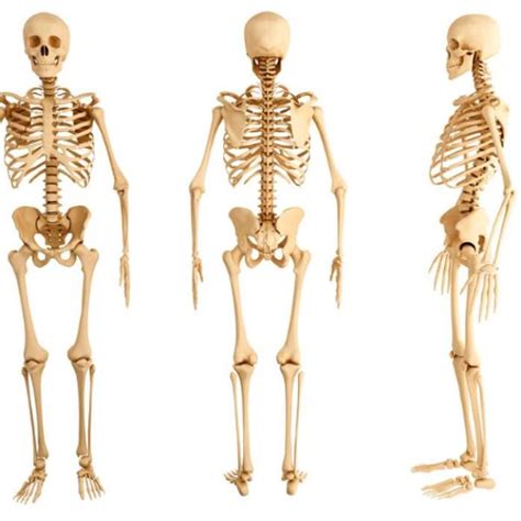 Cuerpo Humano Esqueleto