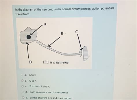 Solved In The Diagram Of The Neurone Under Normal Circumstances