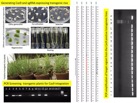 Editing Rice Genome With CRISPR Cas To Improve Agronomic Traits For Increased Crop
