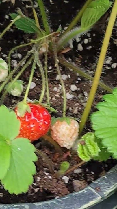 드디어 딸기가 열렸네요 딸기 Youtube