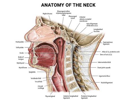 Neck Anatomy
