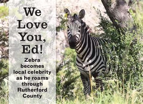 We Love You Ed Zebra Becomes Local Celebrity As He Roams Through