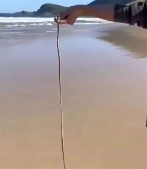 Terrifying Huge Three Metre Meat Eating Worms Leave Beachgoers