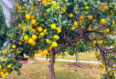 Meyer Lemon Tree Grwoing Guide Sweeter Than Ever South Elmonte Hydroponics