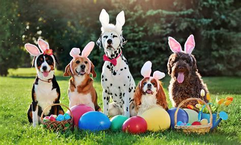 6 Egg Celent And Safe Easter Dog Treats For Your Pet The Dogington Post
